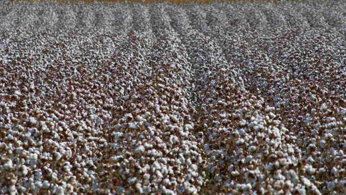Global organic cotton production hits record high - Textilegence